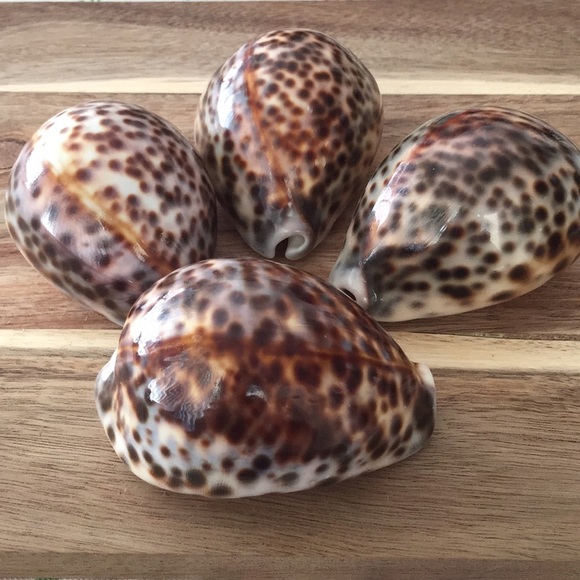 Accents | Set Of 4 Decorative Seashells | Poshmark